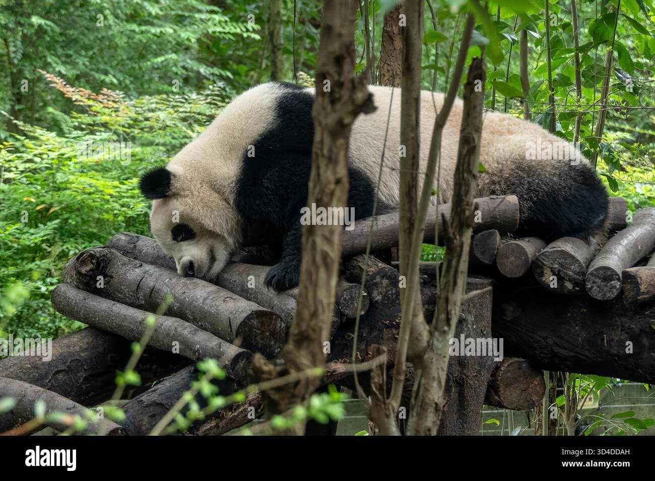 Giant pandas in Chengdu City, southwest China's Sichuan Province, 7 ...