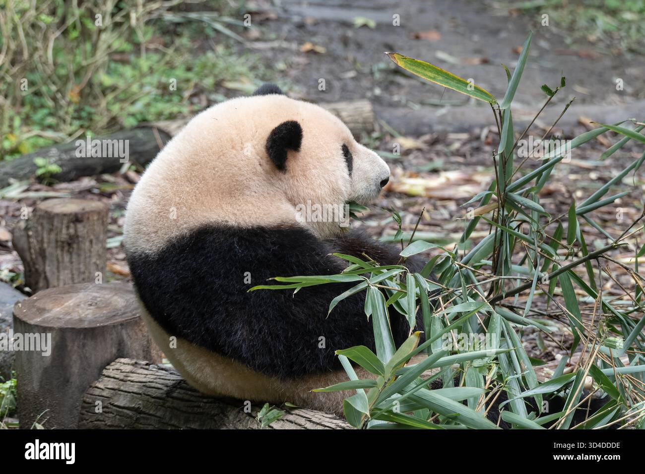 Giant pandas in Chengdu City, southwest China's Sichuan Province, 7 ...