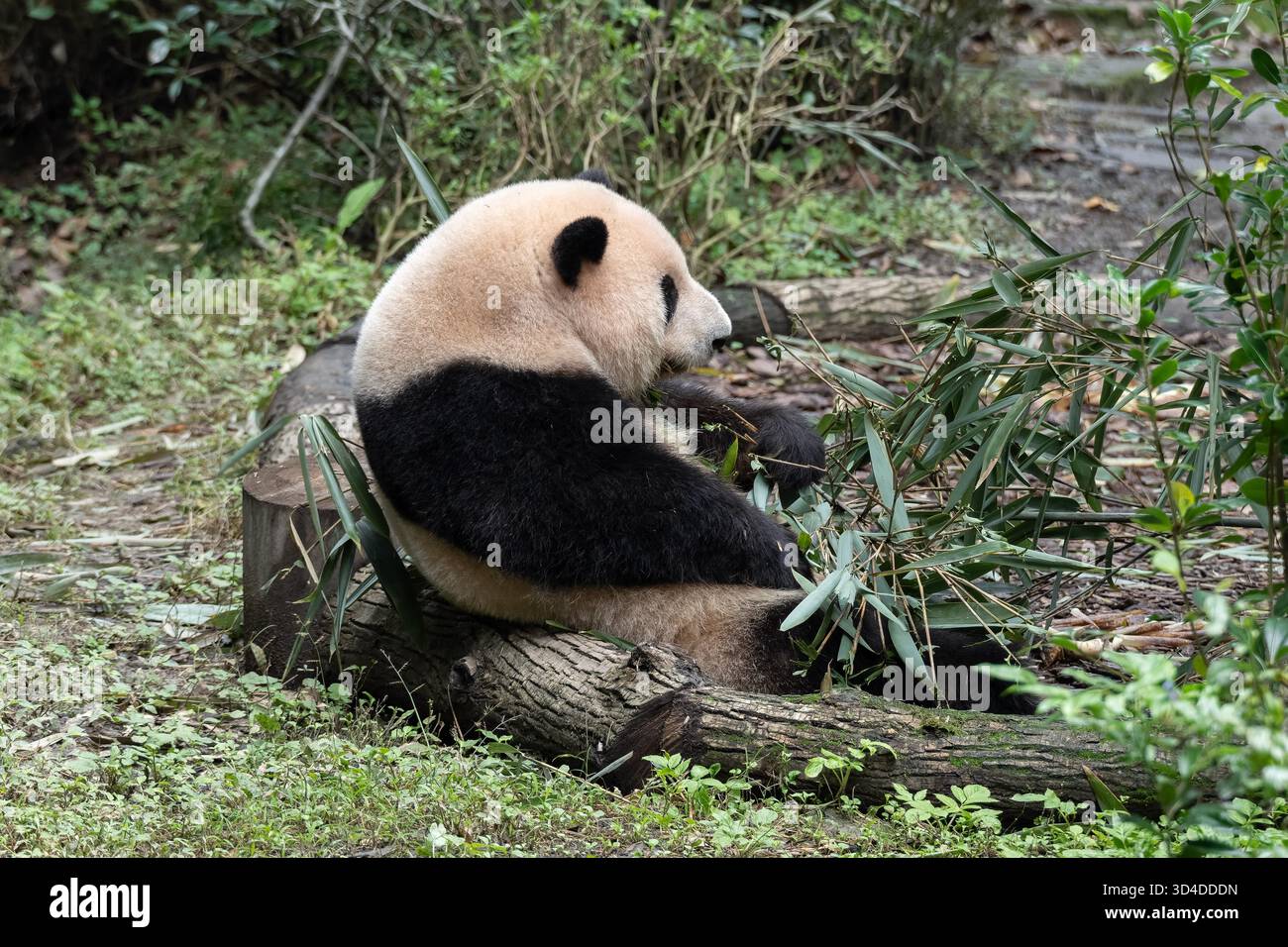Giant pandas in Chengdu City, southwest China's Sichuan Province, 7 ...