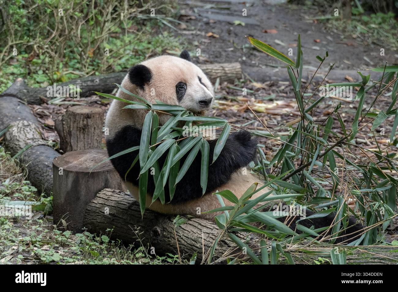 Giant pandas in Chengdu City, southwest China's Sichuan Province, 7 ...