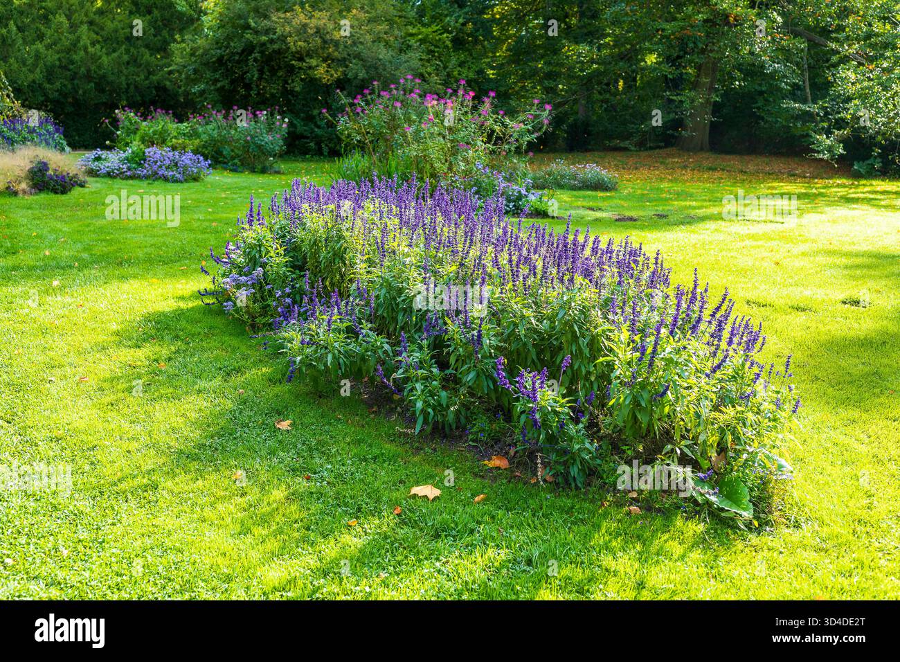 Blumenbeet mit verschiedenen violetten Stauden im Muskauer Park, UNESCO ...