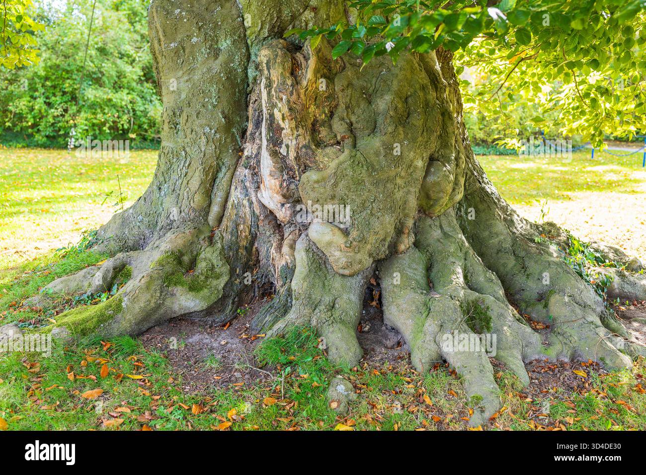 Baumstamm und Wurzeln einer alten Buche im Muskauer Park, UNESCO ...