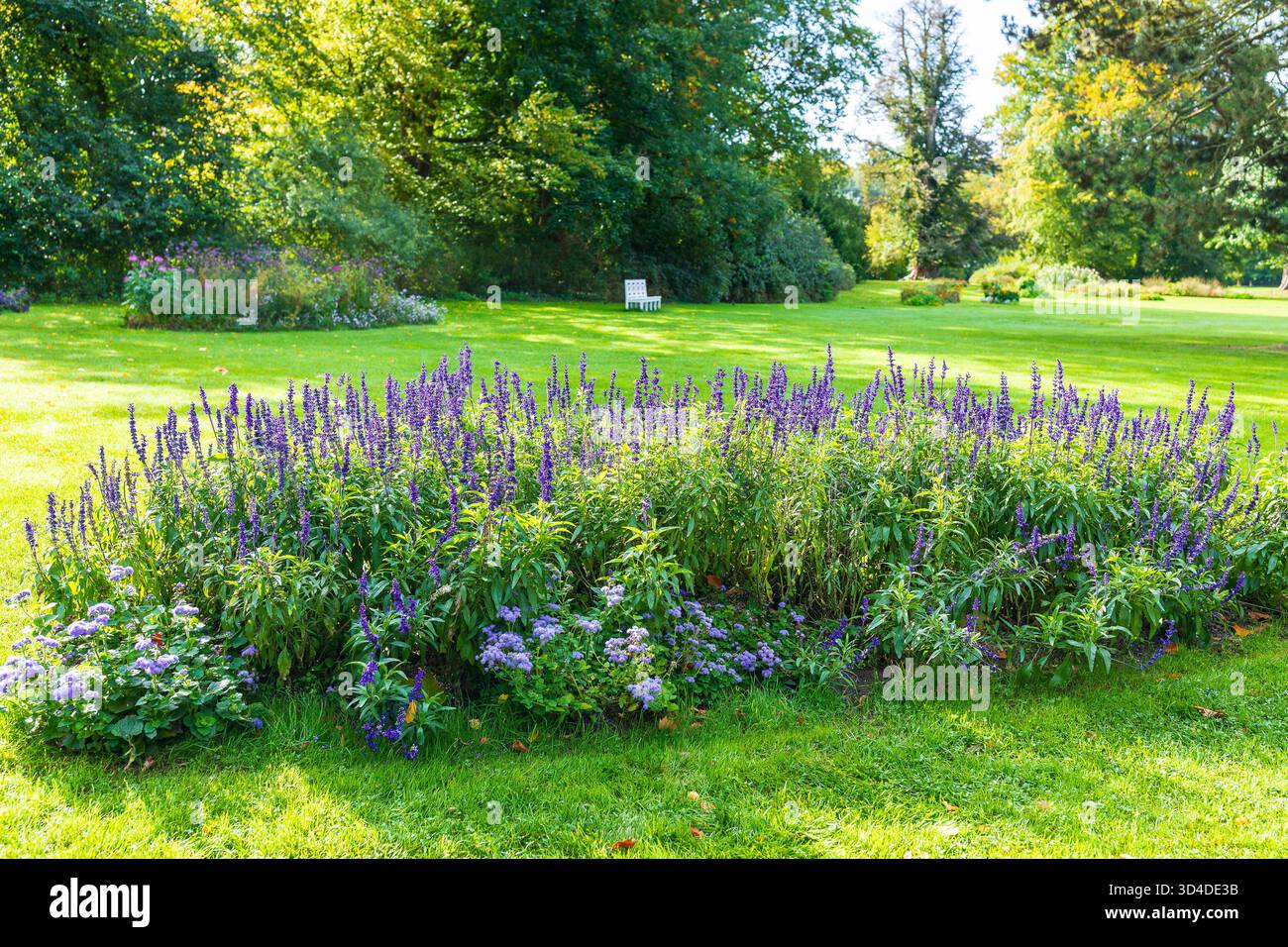 Blumenbeet mit verschiedenen violetten Stauden im Muskauer Park, UNESCO ...