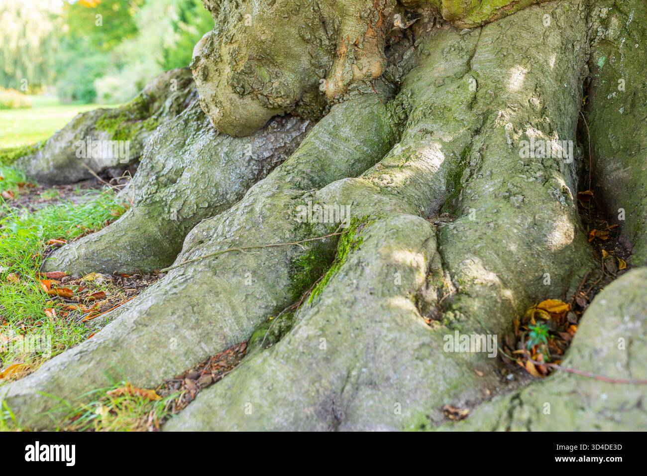 Baumstamm und Wurzeln einer alten Buche im Muskauer Park, UNESCO ...