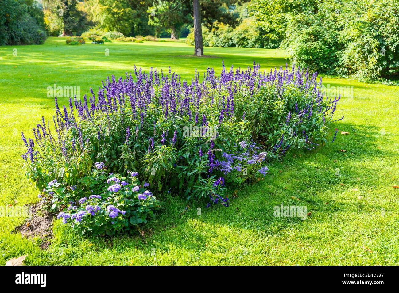 Blumenbeet mit verschiedenen violetten Stauden im Muskauer Park, UNESCO ...