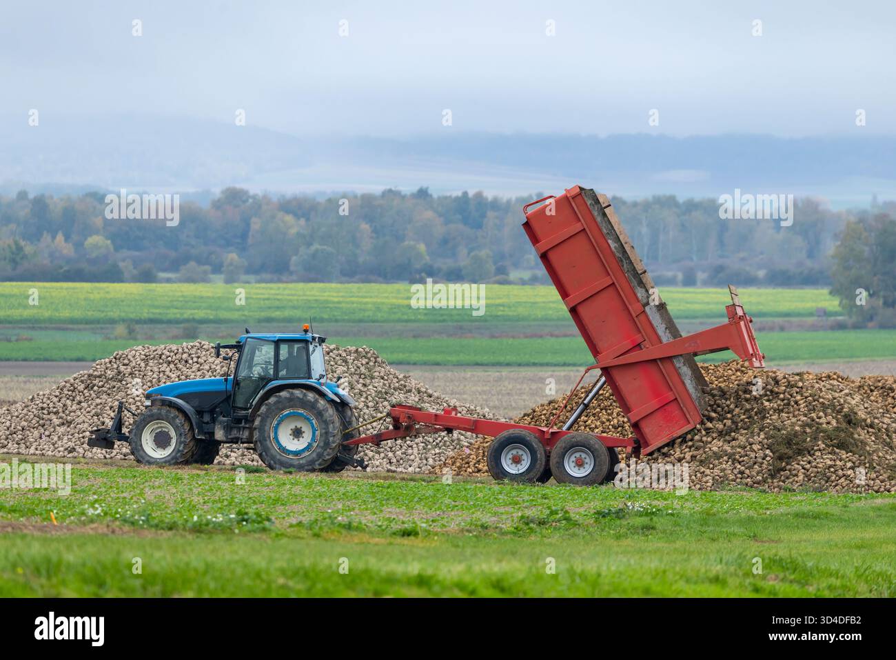 Tractor unloading harvested sugar beets into a large pile in a rural ...