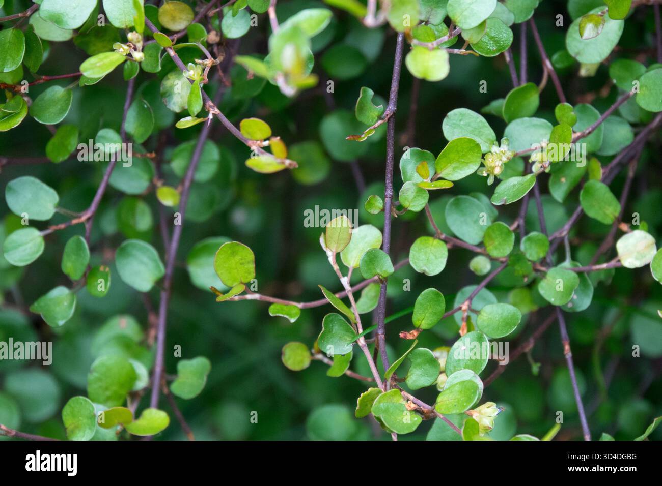 Muehlenbeckia complexa maidenhair vine, creeping wire vine Stock Photo ...