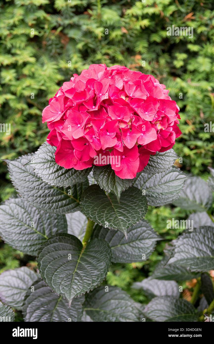 Hydrangea macrophylla electric rouge hi-res stock photography and ...