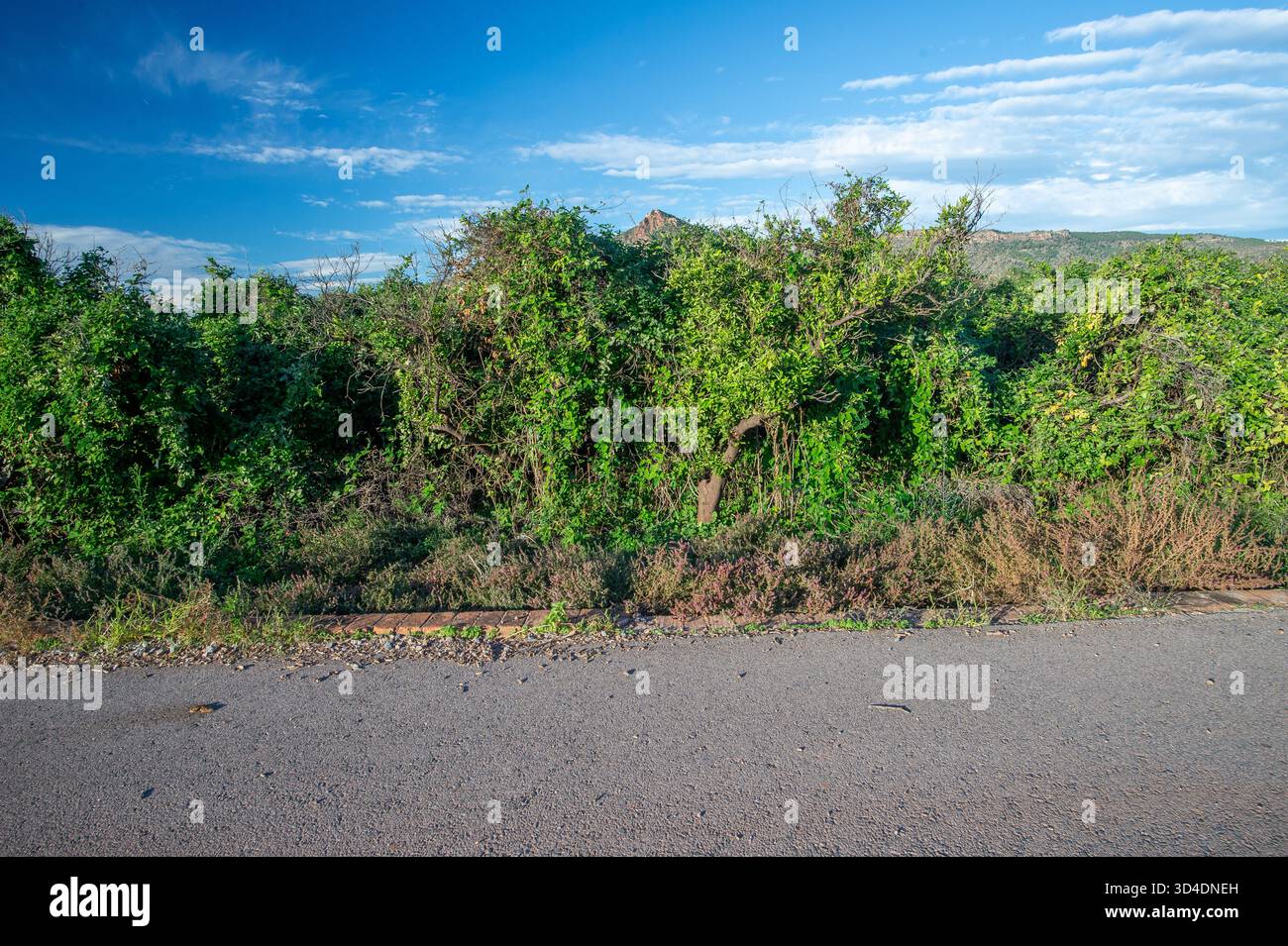 Abandoned orange orchard overgrown with weeds and dry grass in Sagunto ...