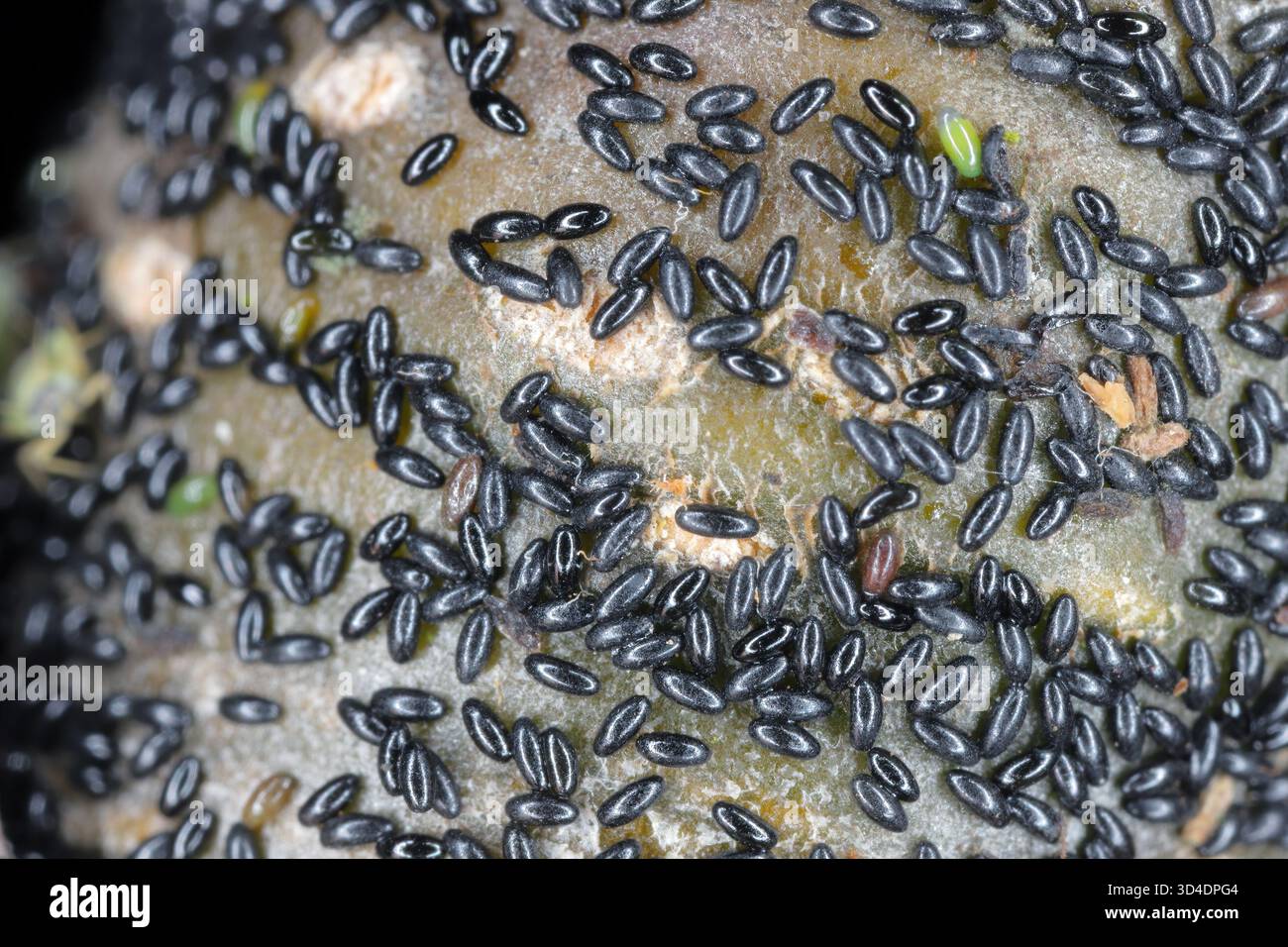 Eggs laid on pear tree shoots in an orchard. Melanaphis pyraria Pear ...