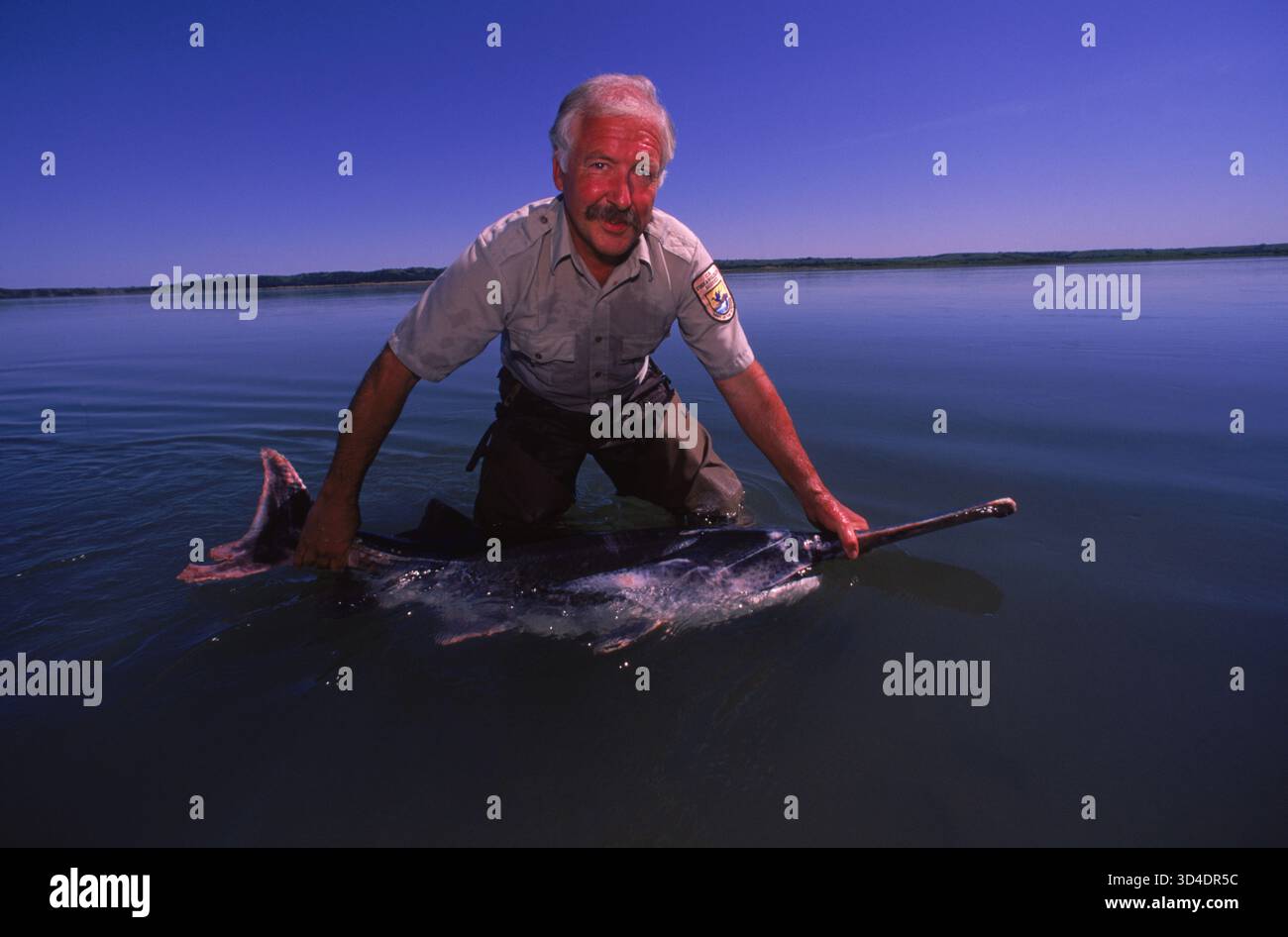 Transporting and releasing paddlefish near the mouth of the Niabrara ...