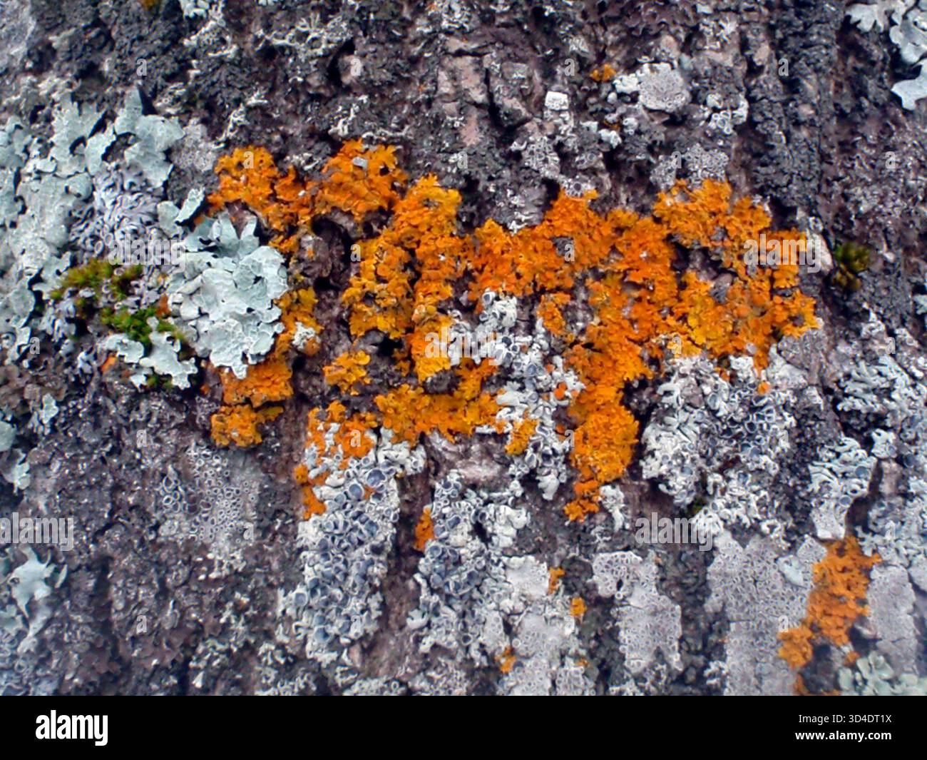 lichen growing in the nature, symbiotic relation between organisms in ...