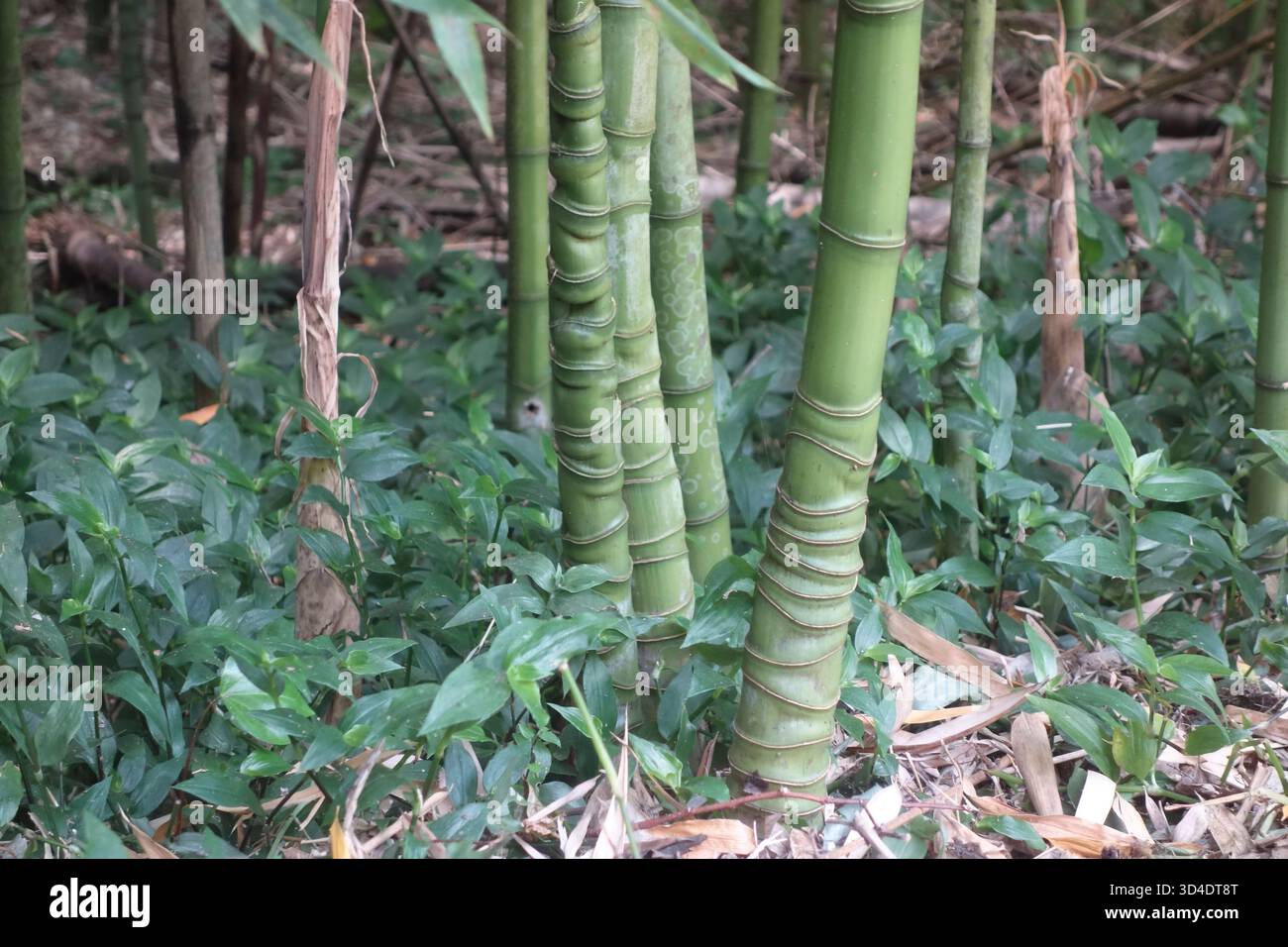 bamboo plants, evergreen perennial flowering plants of the grass family ...