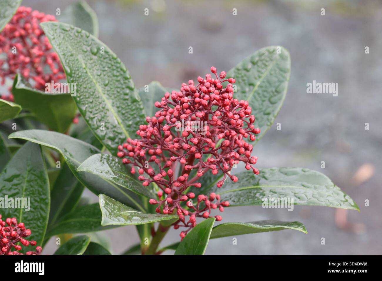 Bright pink red panicles of winter skimmia buds in the rain with dark ...