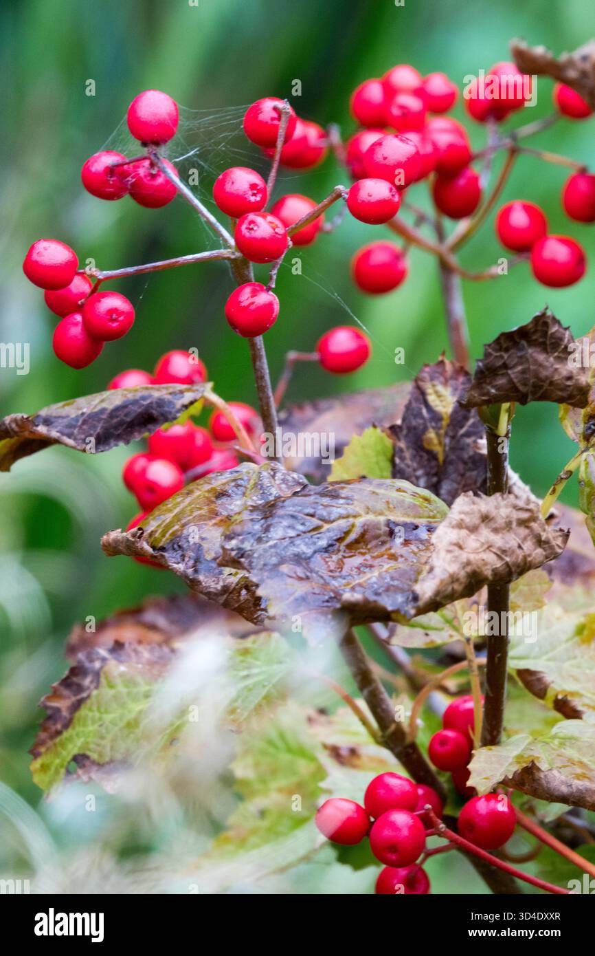 Branch plants branches twig shrub twigs fruiting plant hi-res stock ...