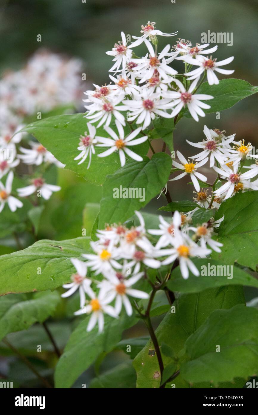 Big leaf aster flower hi-res stock photography and images - Alamy