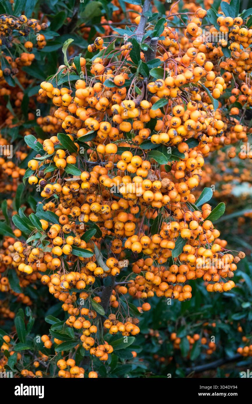 Firethorn pyracantha coccinea golden hi-res stock photography and ...