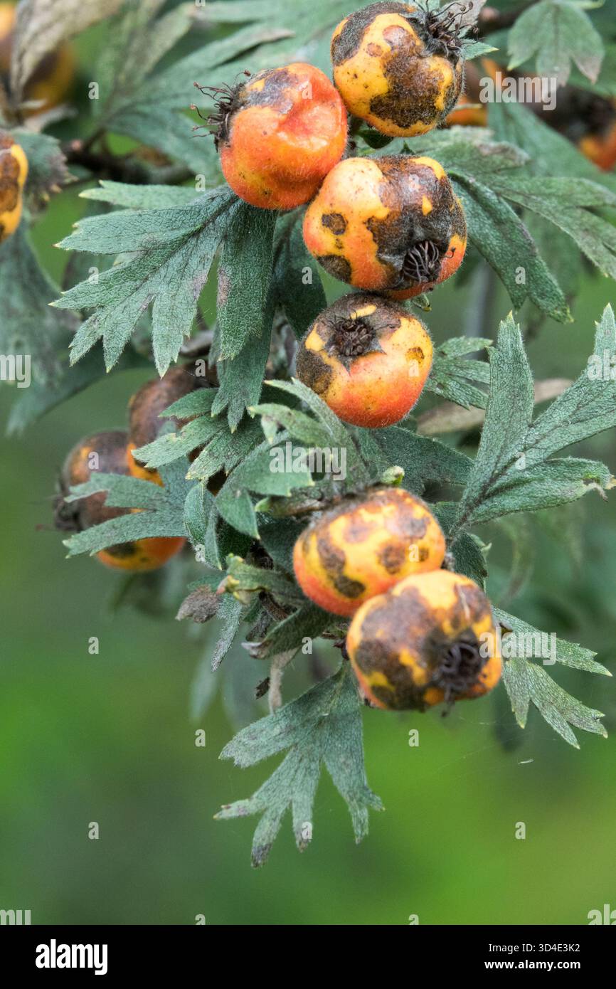 Tansy-Leaved Thorn Crataegus tanacetifolia fruits Stock Photo - Alamy