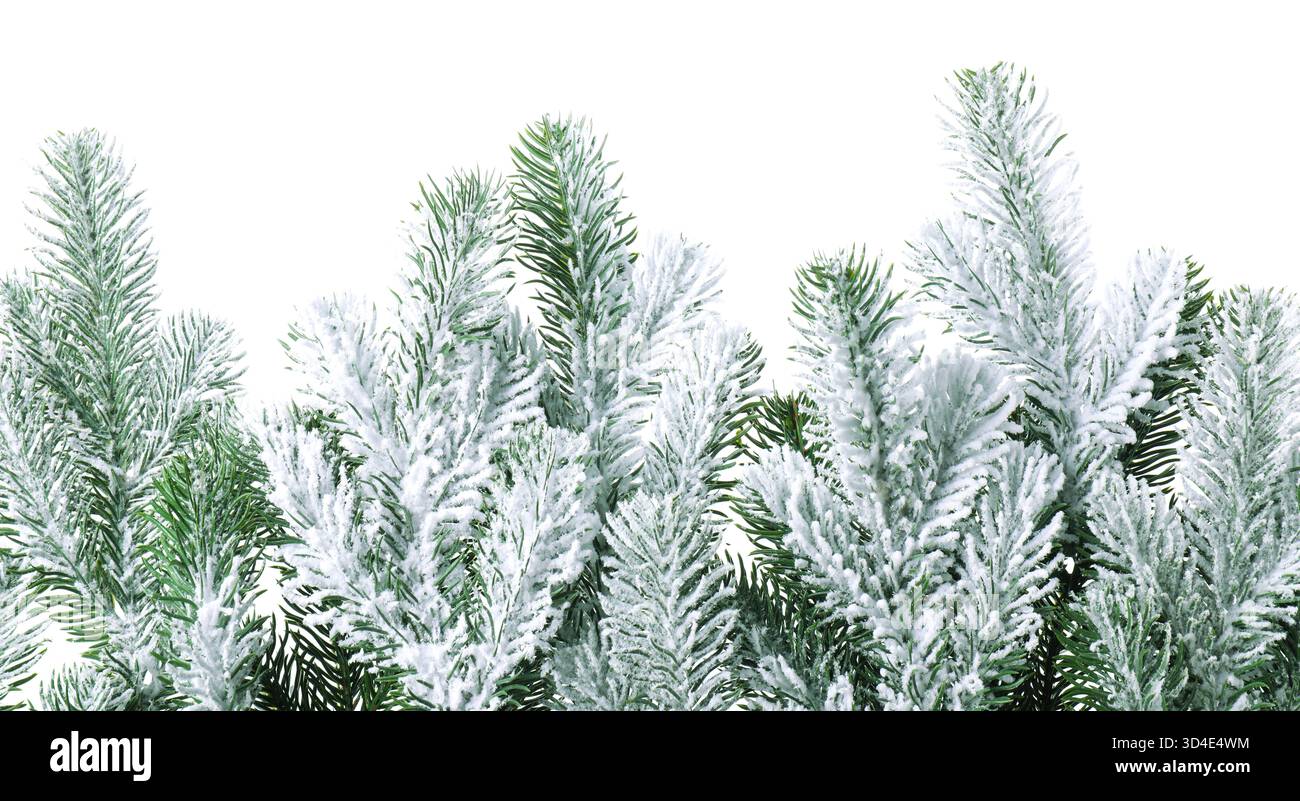 Branch of artificial fir tree with snow isolated on white. Christmas ...