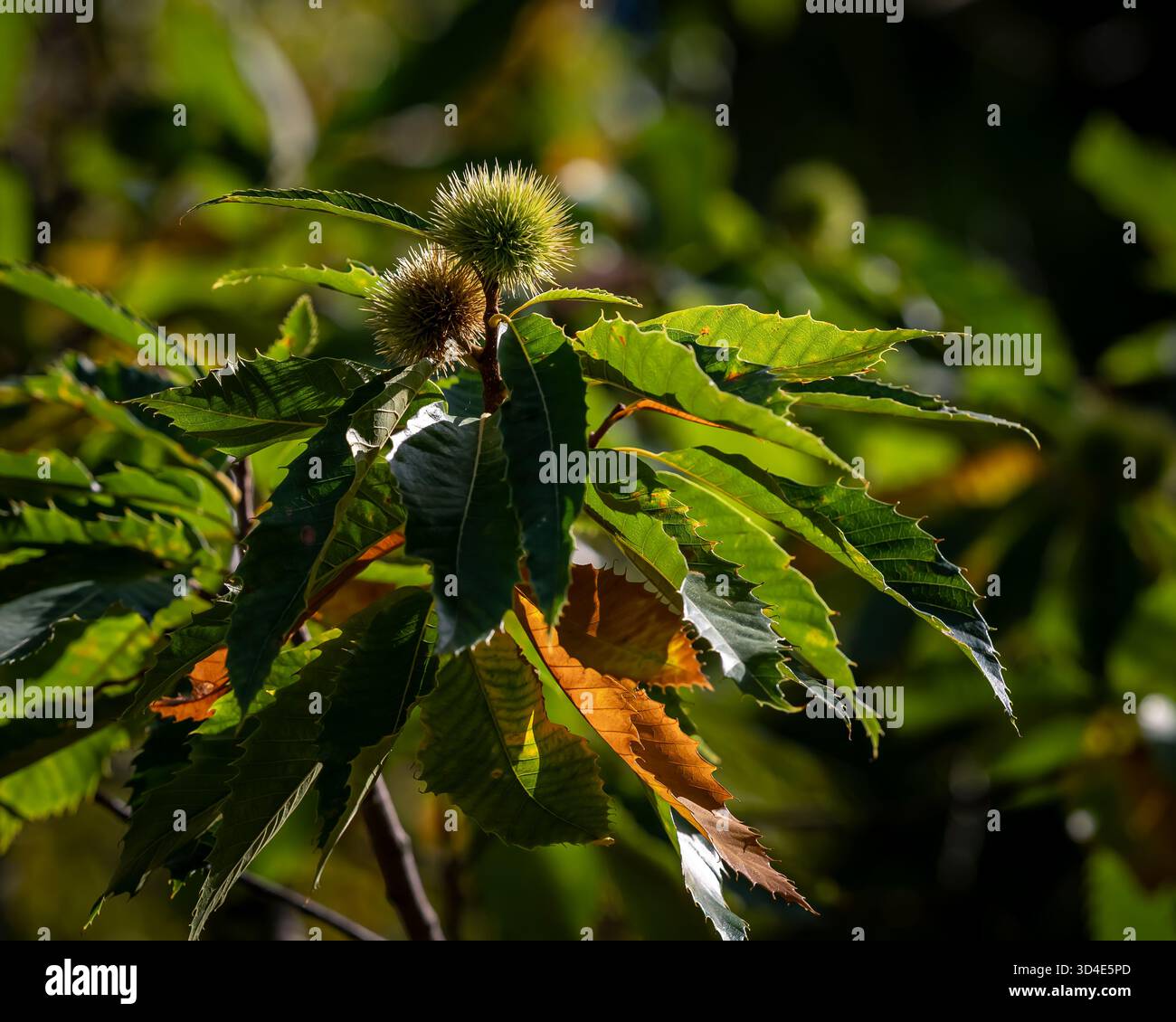 Princess diana planting tree hi-res stock photography and images - Alamy