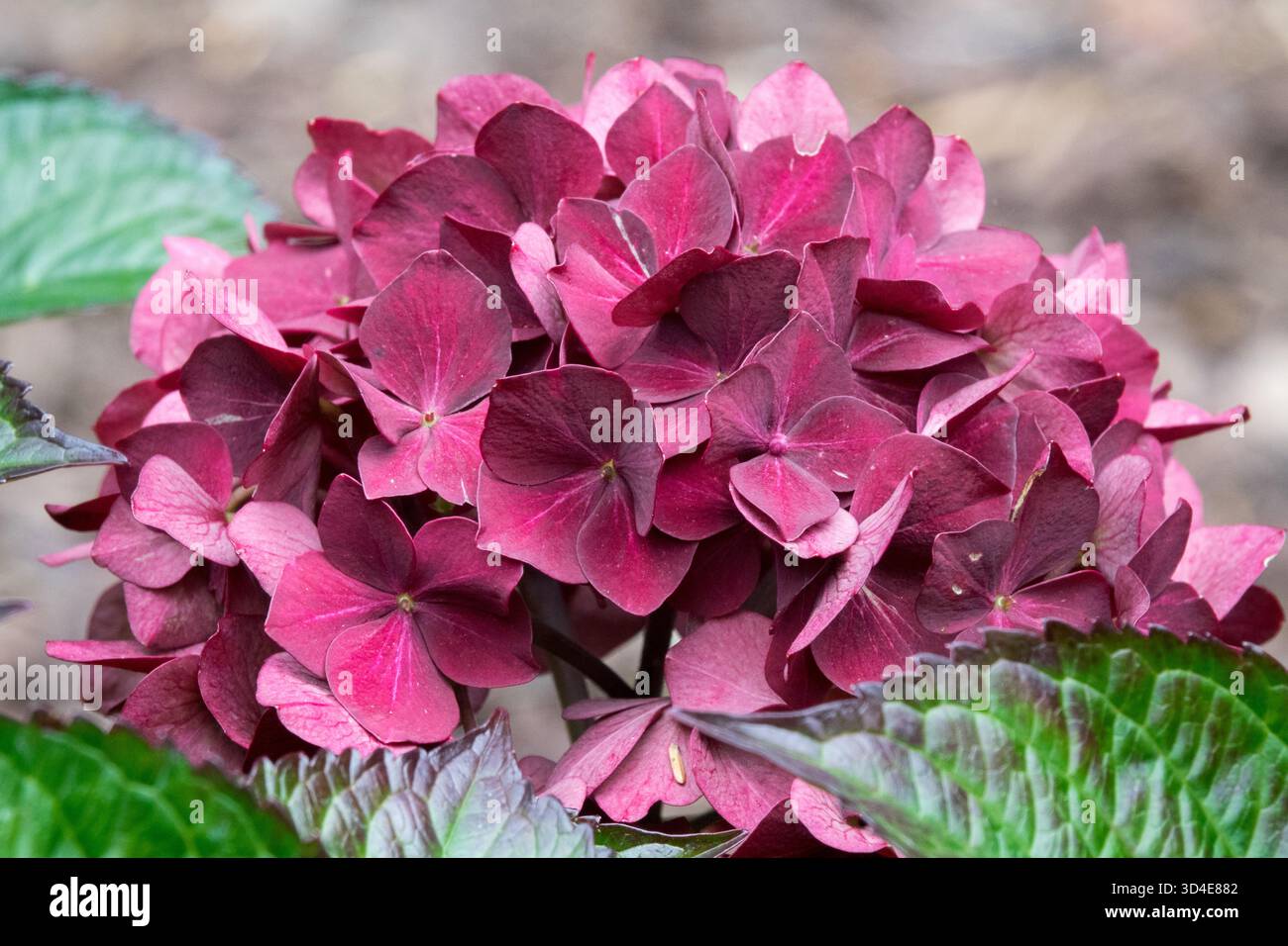 Hortensia macrophylla magical hi-res stock photography and images - Alamy