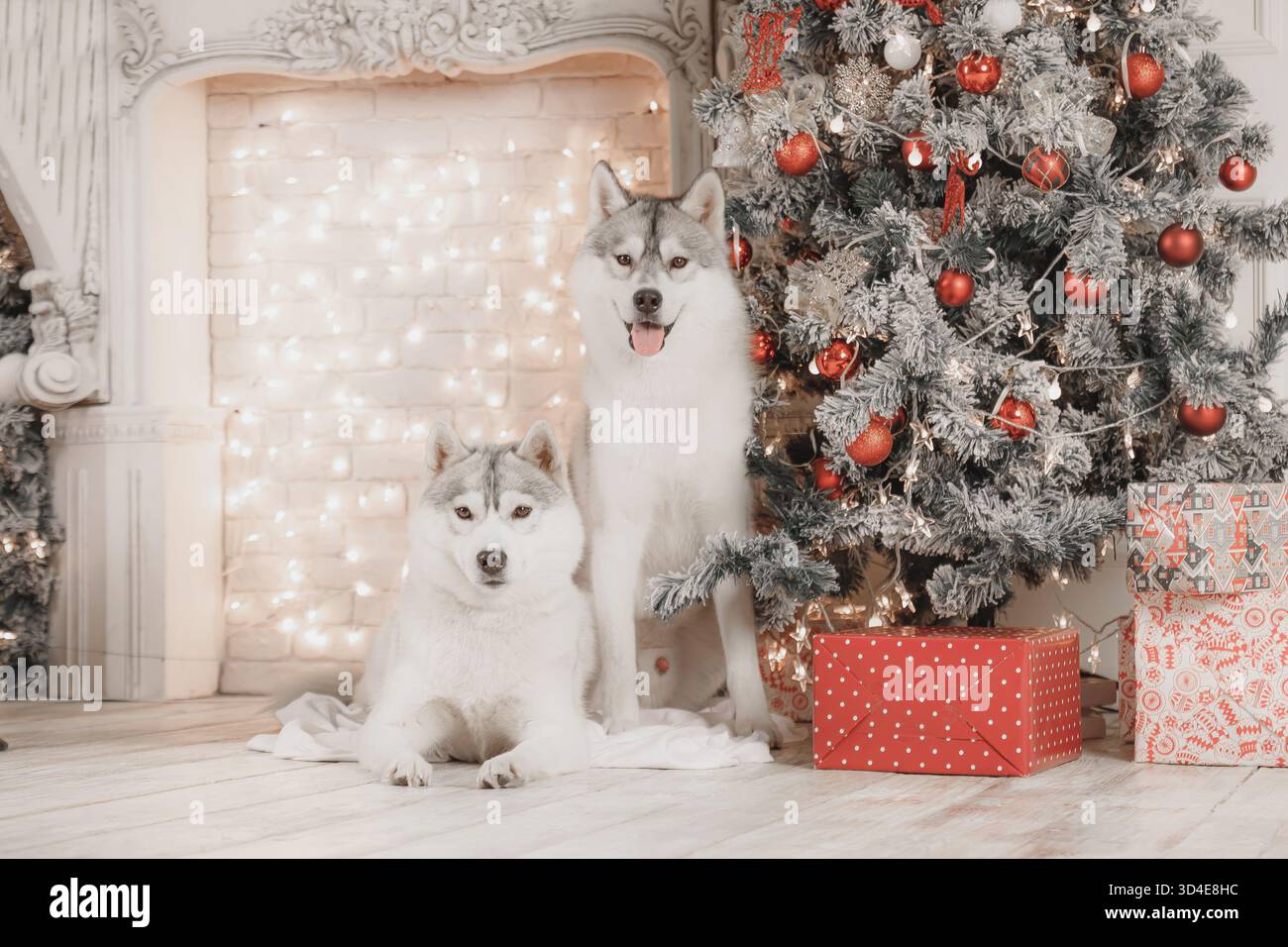 Two Siberian huskies posing by Christmas tree with gifts and festive ...