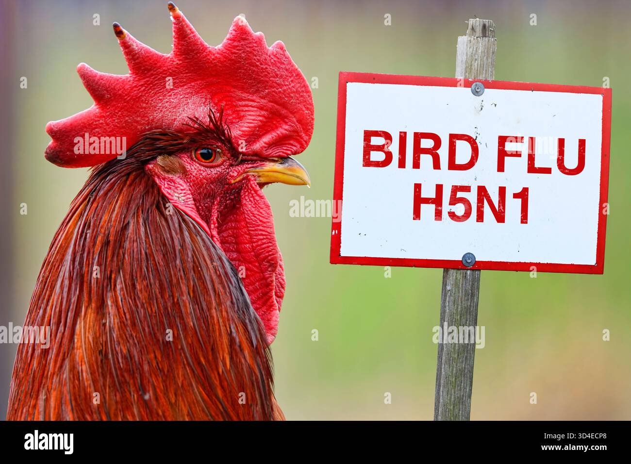 FOTOMONTAGE, Hahn im Außenbereich und Schild mit Aufschrift Bird Flu ...