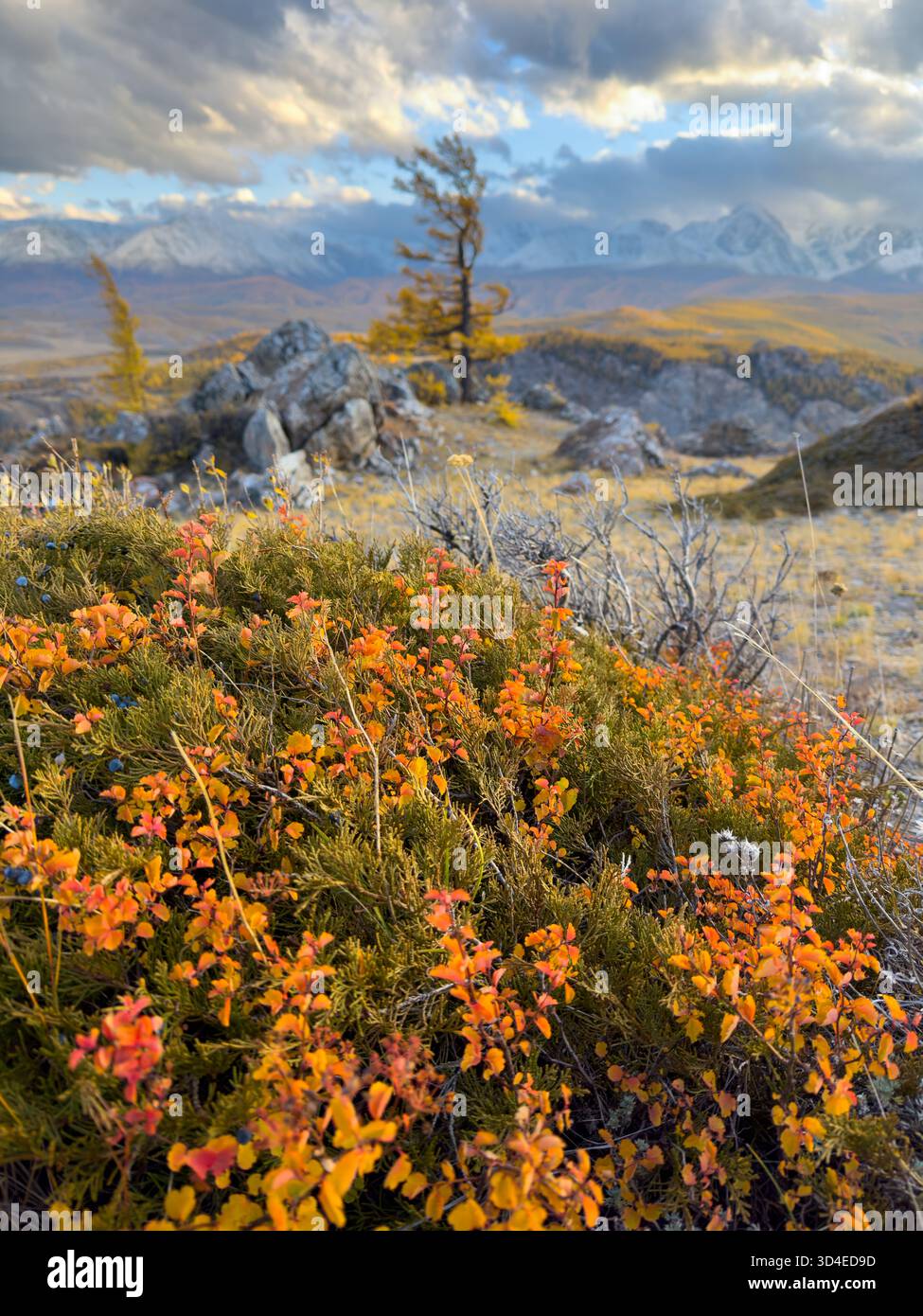 Shrubs dot hi-res stock photography and images - Alamy