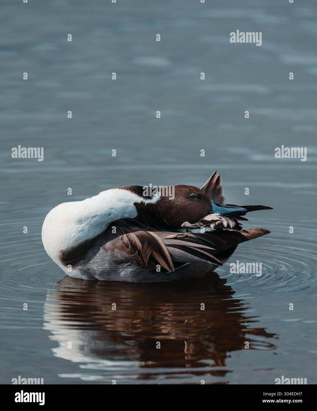Wild birds and animals including geese, ducks, swans, songbirds, and ...