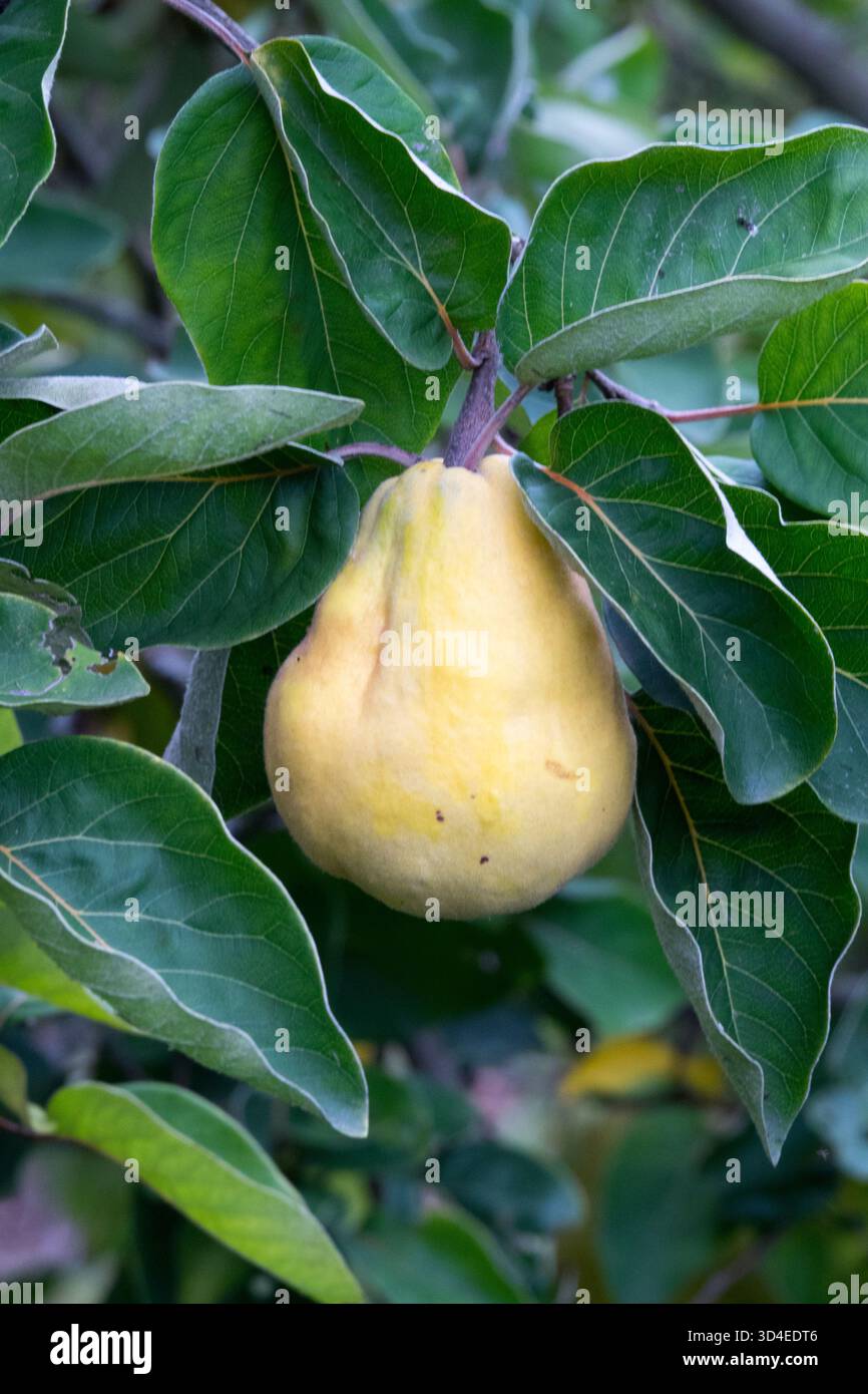 Fruit the fruits hi-res stock photography and images - Alamy