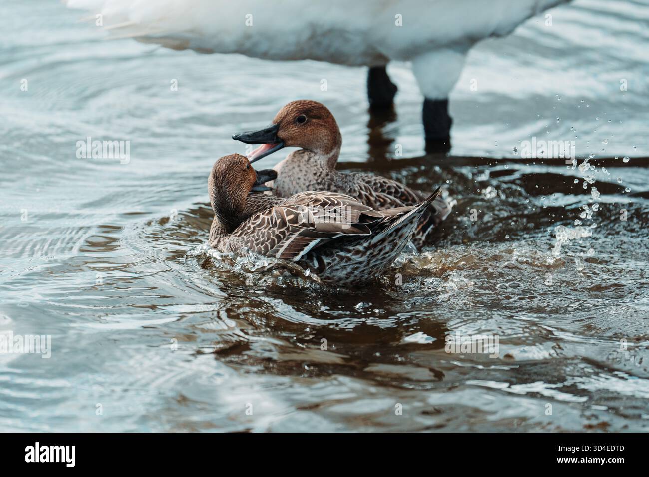 Wild birds and animals including geese, ducks, swans, songbirds, and ...