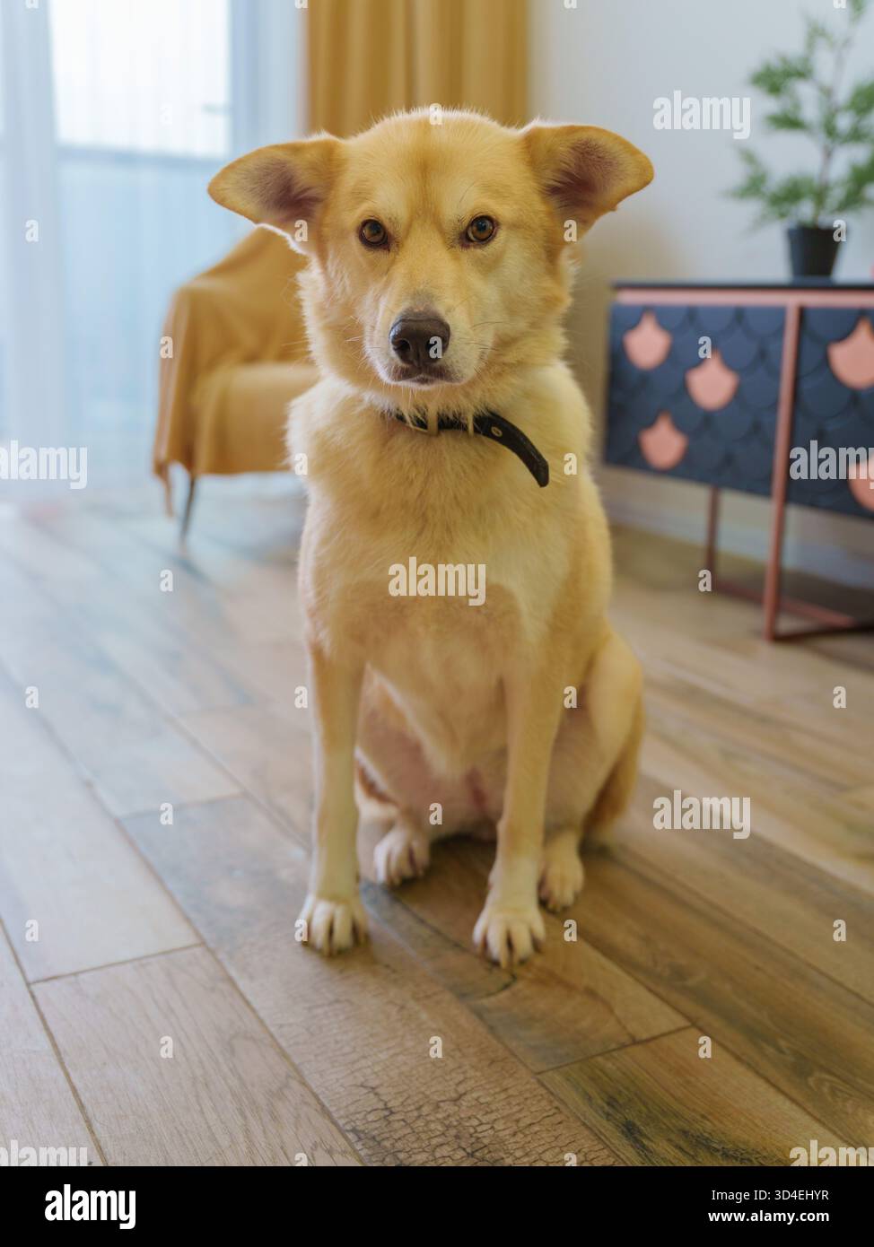 Companion Animal Portrait in Cozy Indoor Setting Stock Photo - Alamy