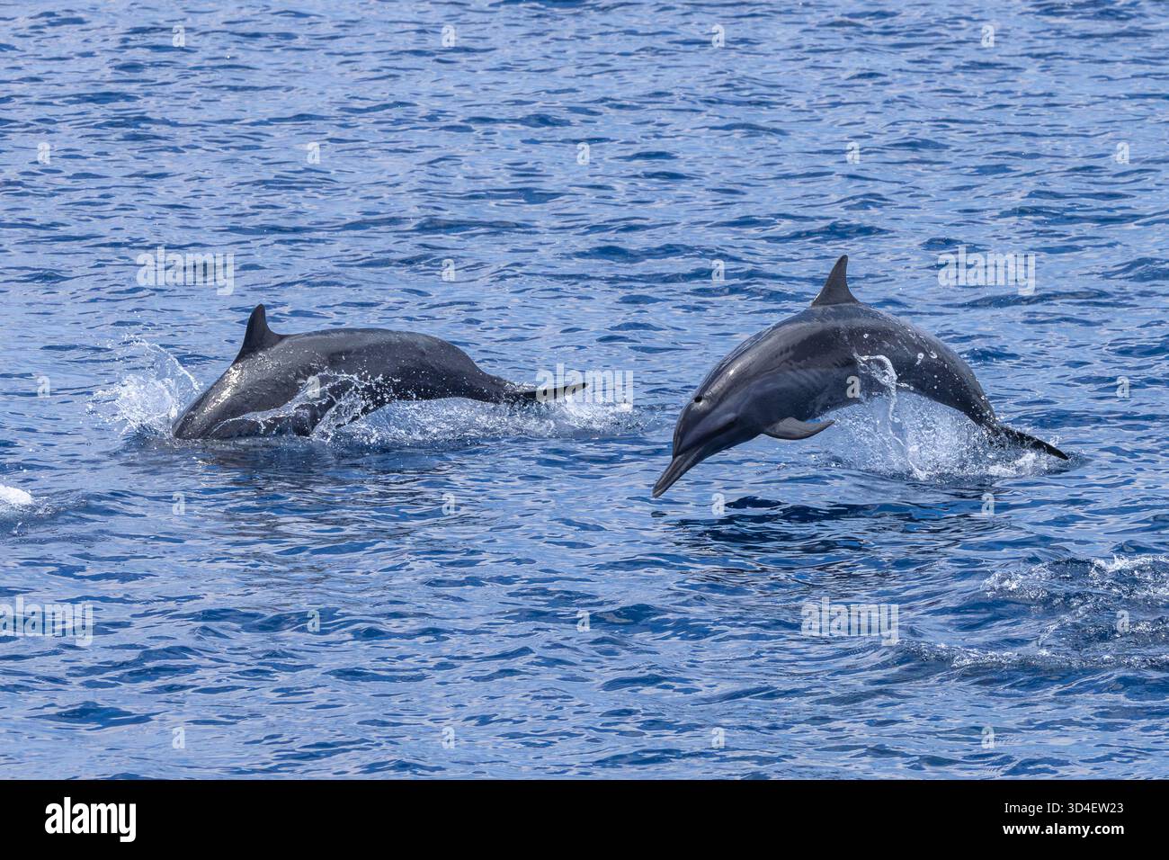 Dwarf Spinner Dolphins (Stenella longirostris roseiventris) of the ...