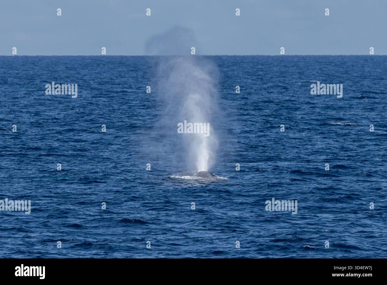 Pygmy Blue Whale (Balaenoptera musculus brevicauda) of the Banda Sea ...