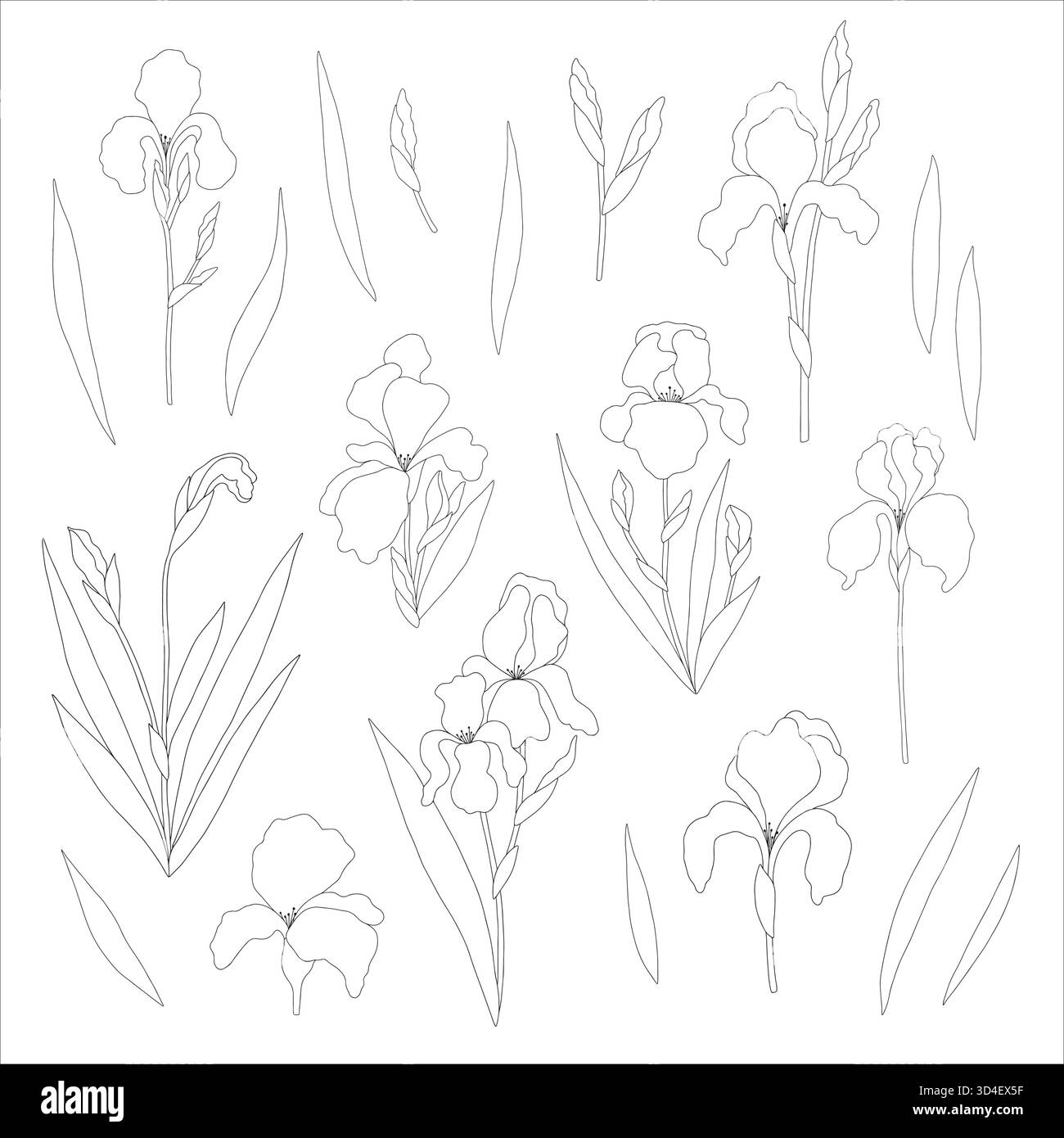 Purple iris flowers buds Stock Vector Images - Alamy