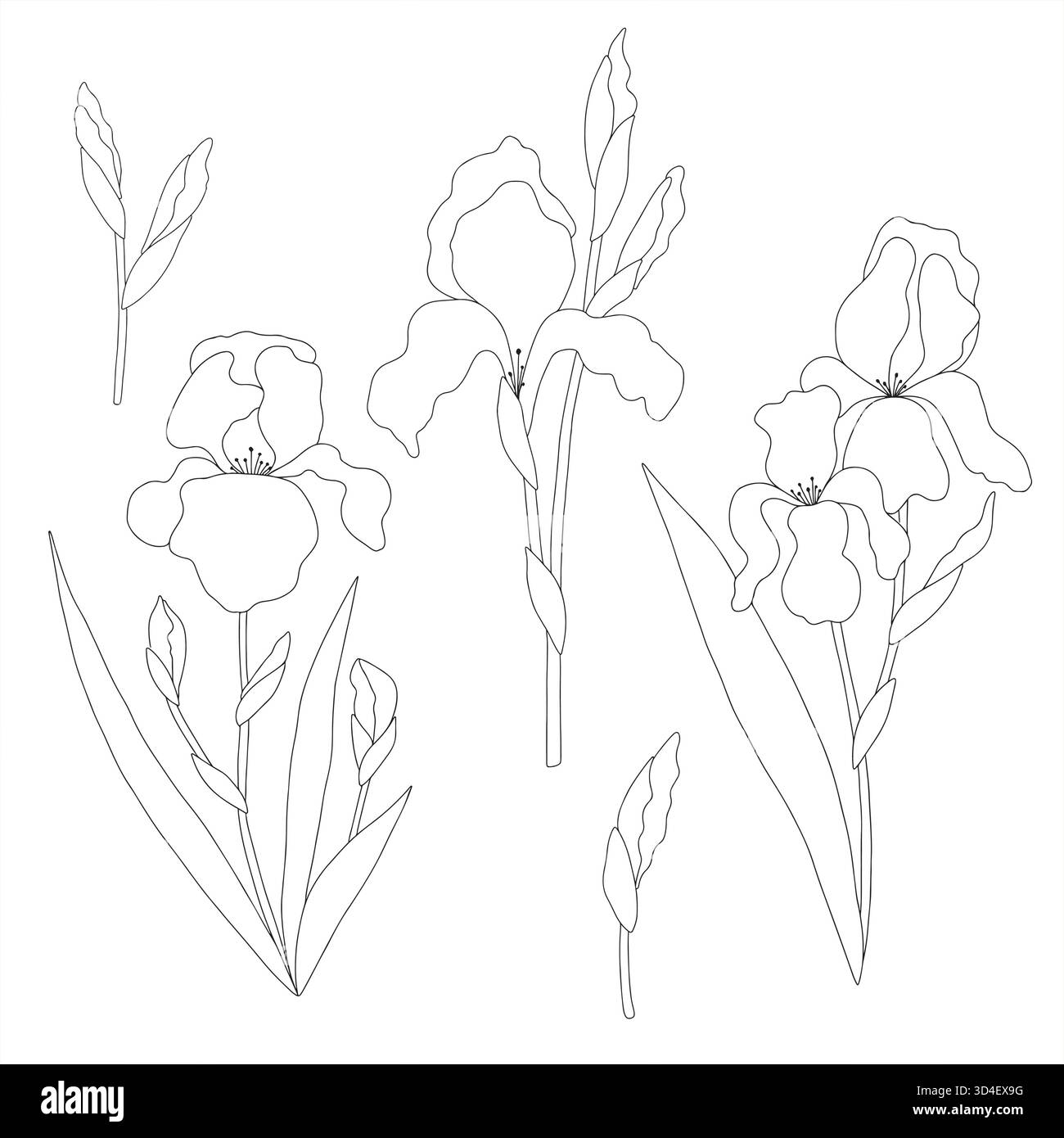 Leaves purple stems Black and White Stock Photos & Images - Alamy