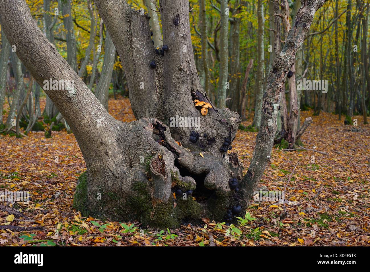 The bole of an Ash tree in ancient woodland Stock Photo - Alamy
