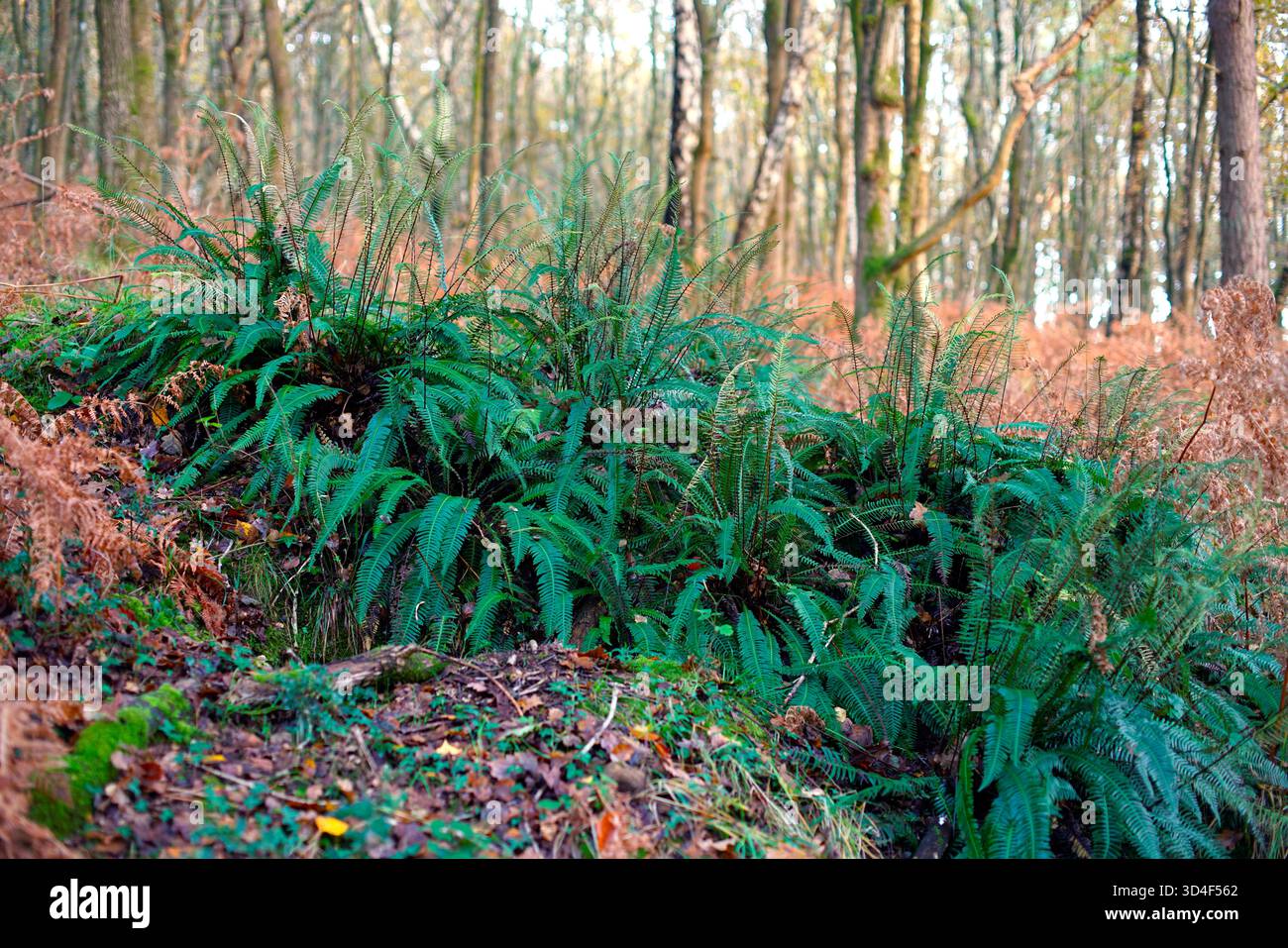 Hard fern growing in ancient woodland Stock Photo - Alamy