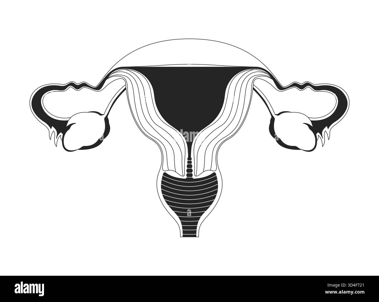 Female reproductive system outline illustration Stock Vector Image ...
