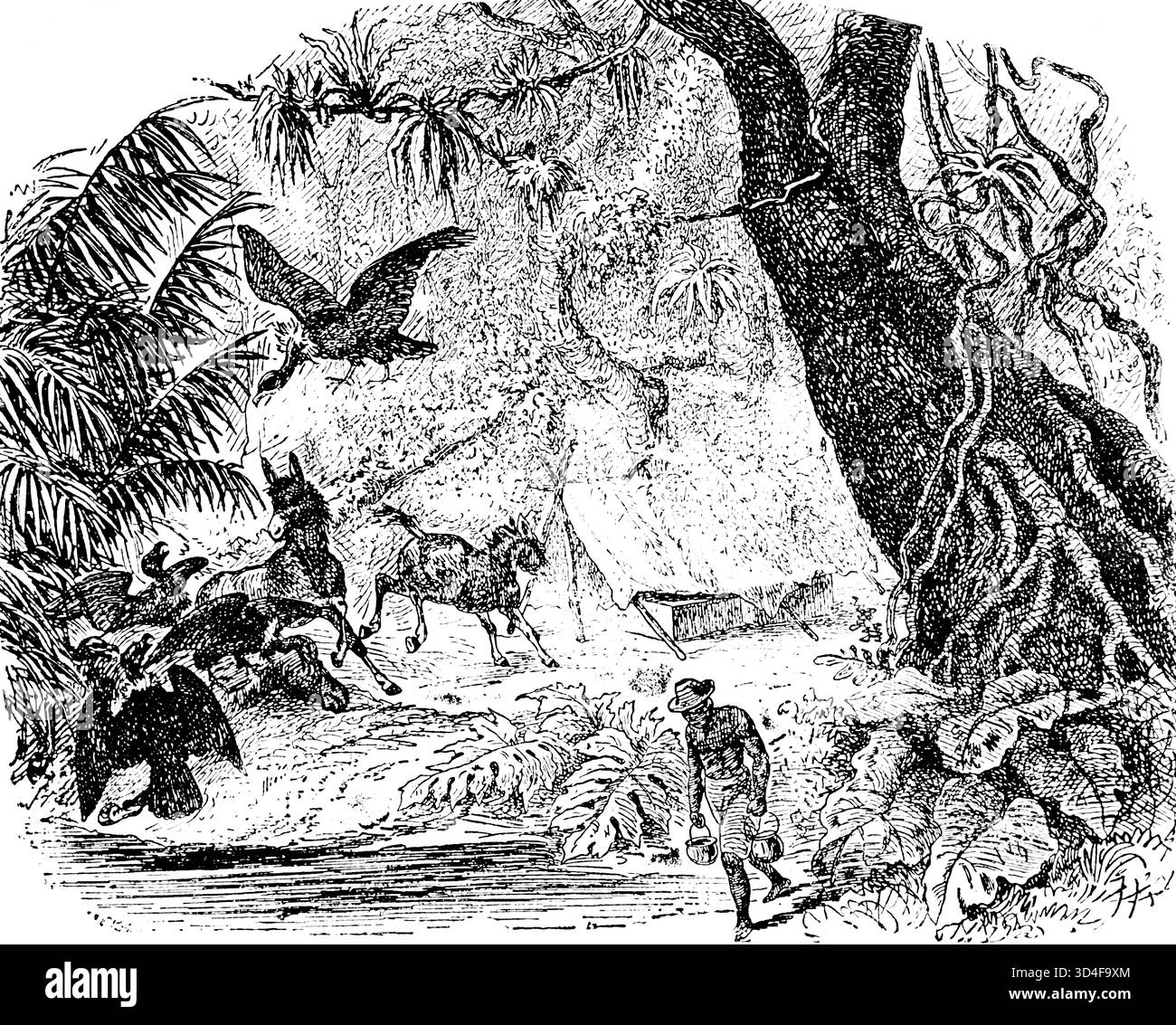 Animals in the rainforest Black and White Stock Photos & Images - Alamy