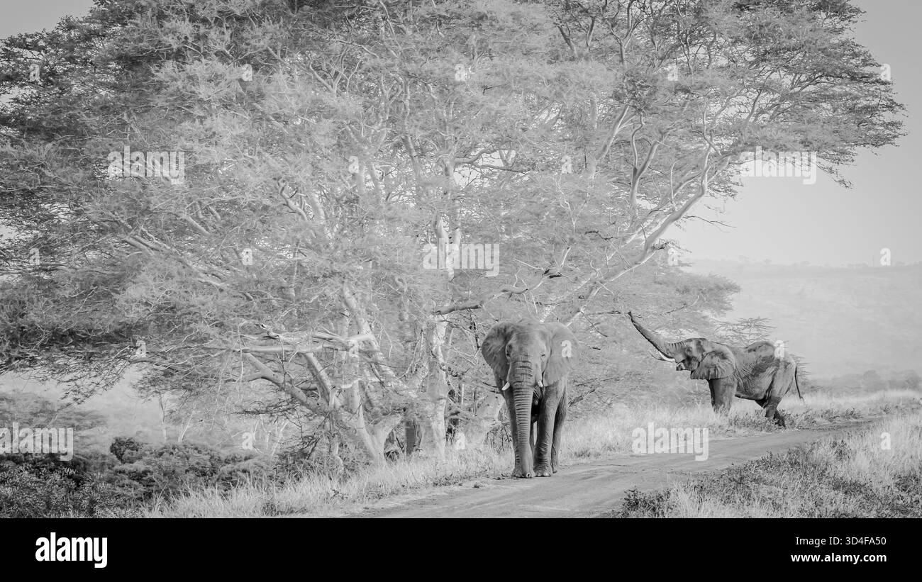 elephants under the crown of a fever tree Stock Photo - Alamy