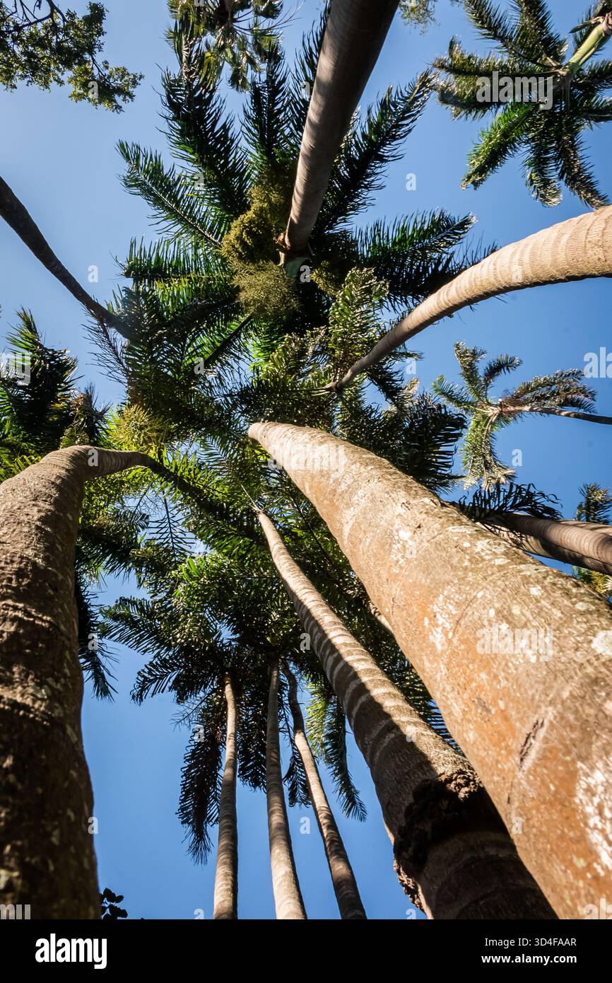 cluster of palm trees photographed from the ground to give extended ...