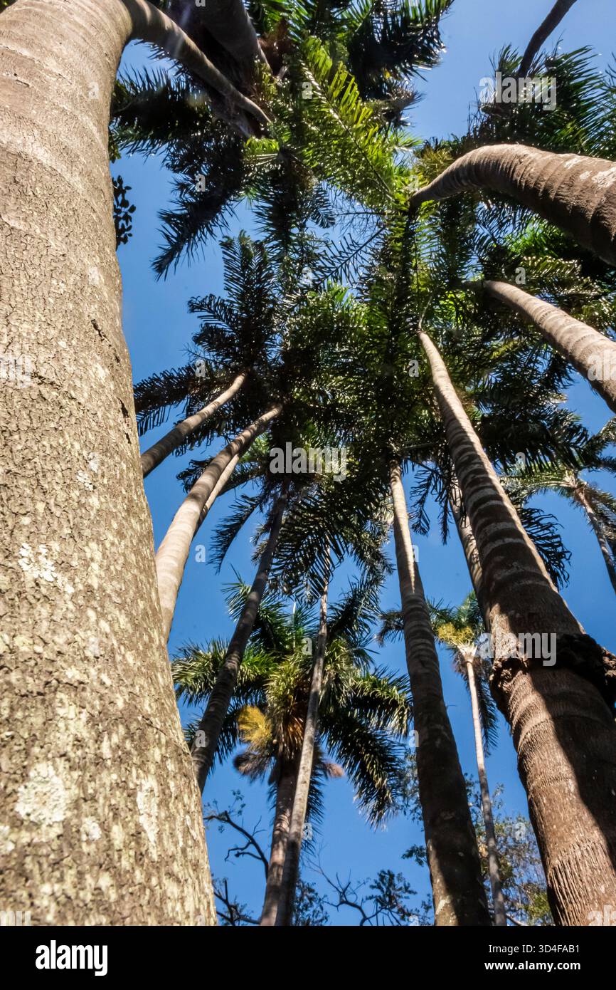 181 genera hi-res stock photography and images - Alamy