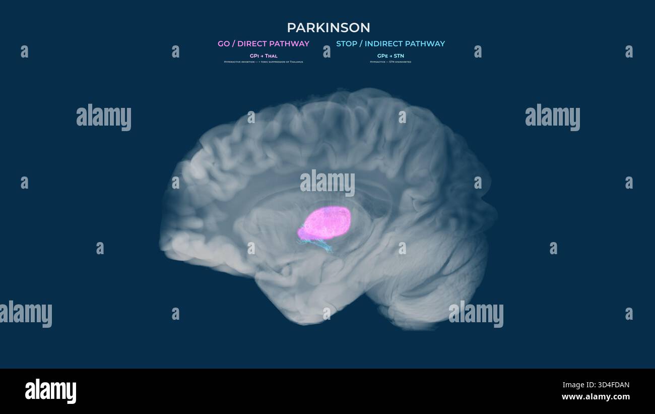 Parkinson basal ganglia motor circuit hi-res stock photography and ...