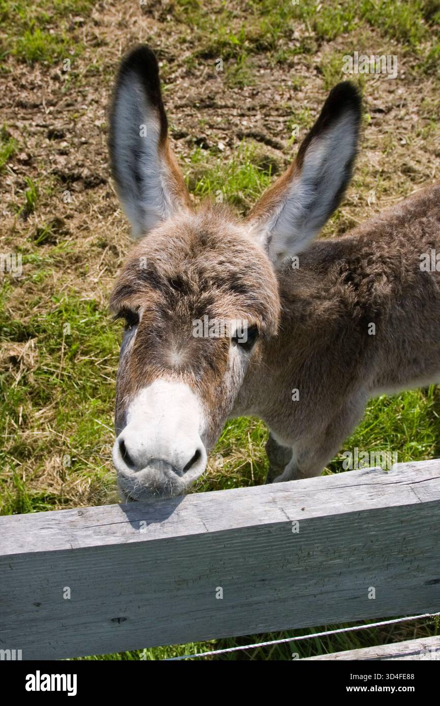 Donkey foal domestic mammals hi-res stock photography and images - Alamy