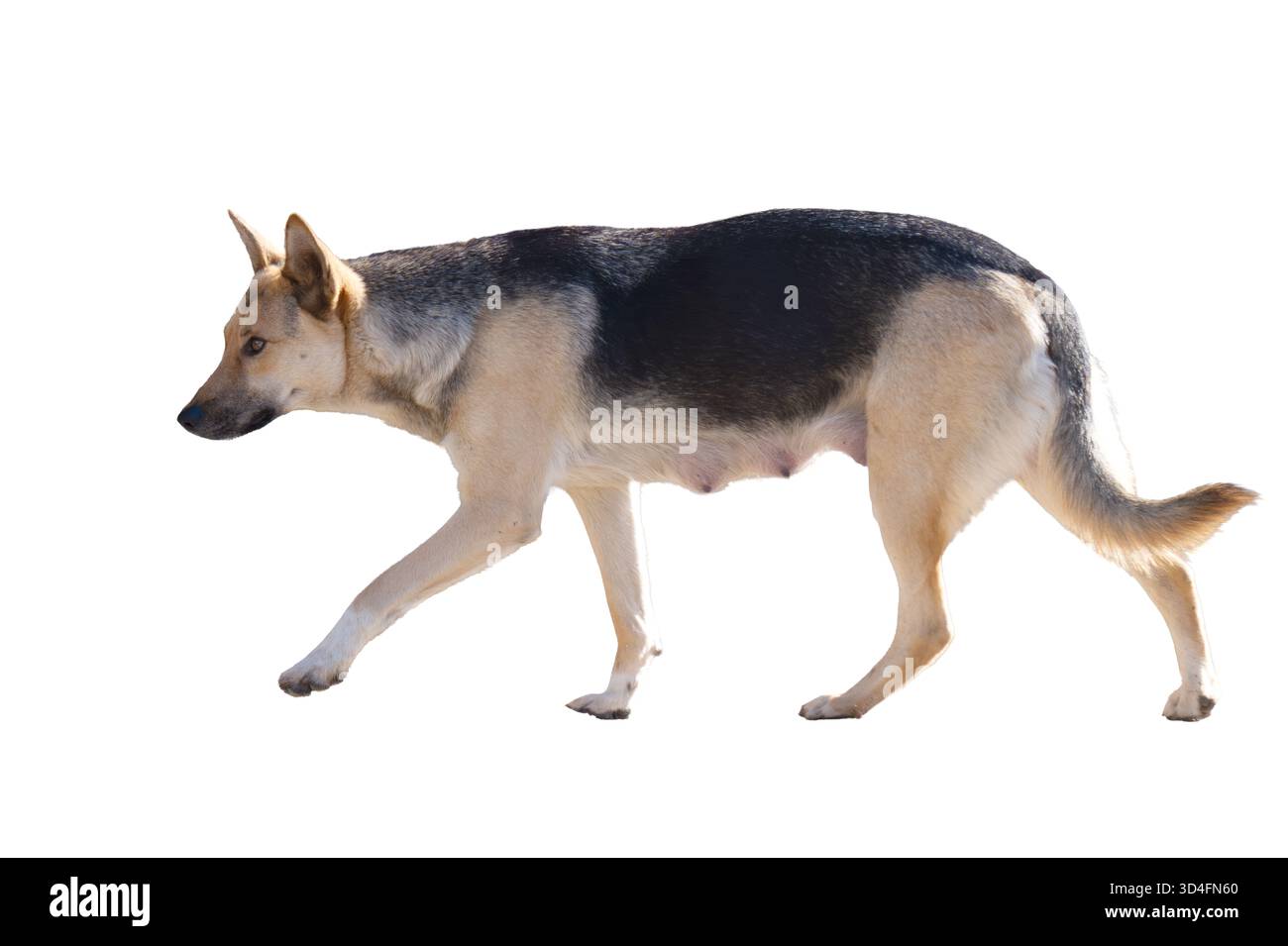 Large white shepherd dog Cut Out Stock Images & Pictures - Alamy