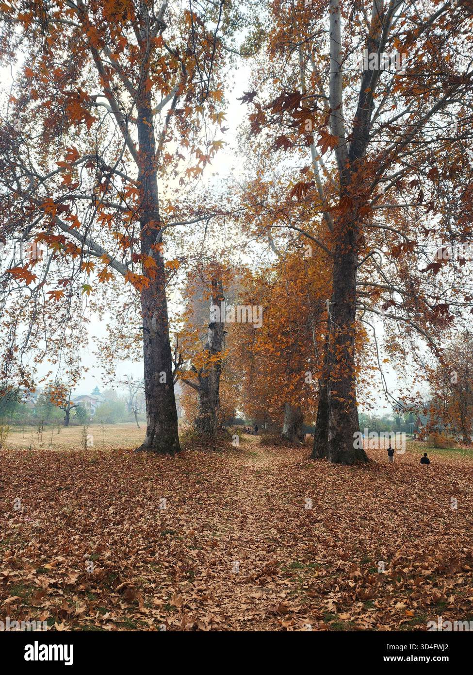 General view of a park filled with maple autumn leaves during autumn in ...