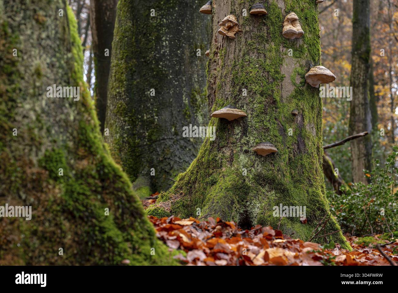Full format image of the mighty tree trunks of ancient deciduous trees ...