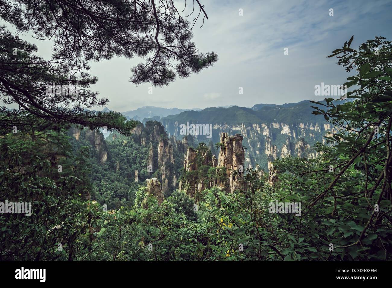 Stunning rock pillars of the tianzi mountain range, Avatar mountains ...