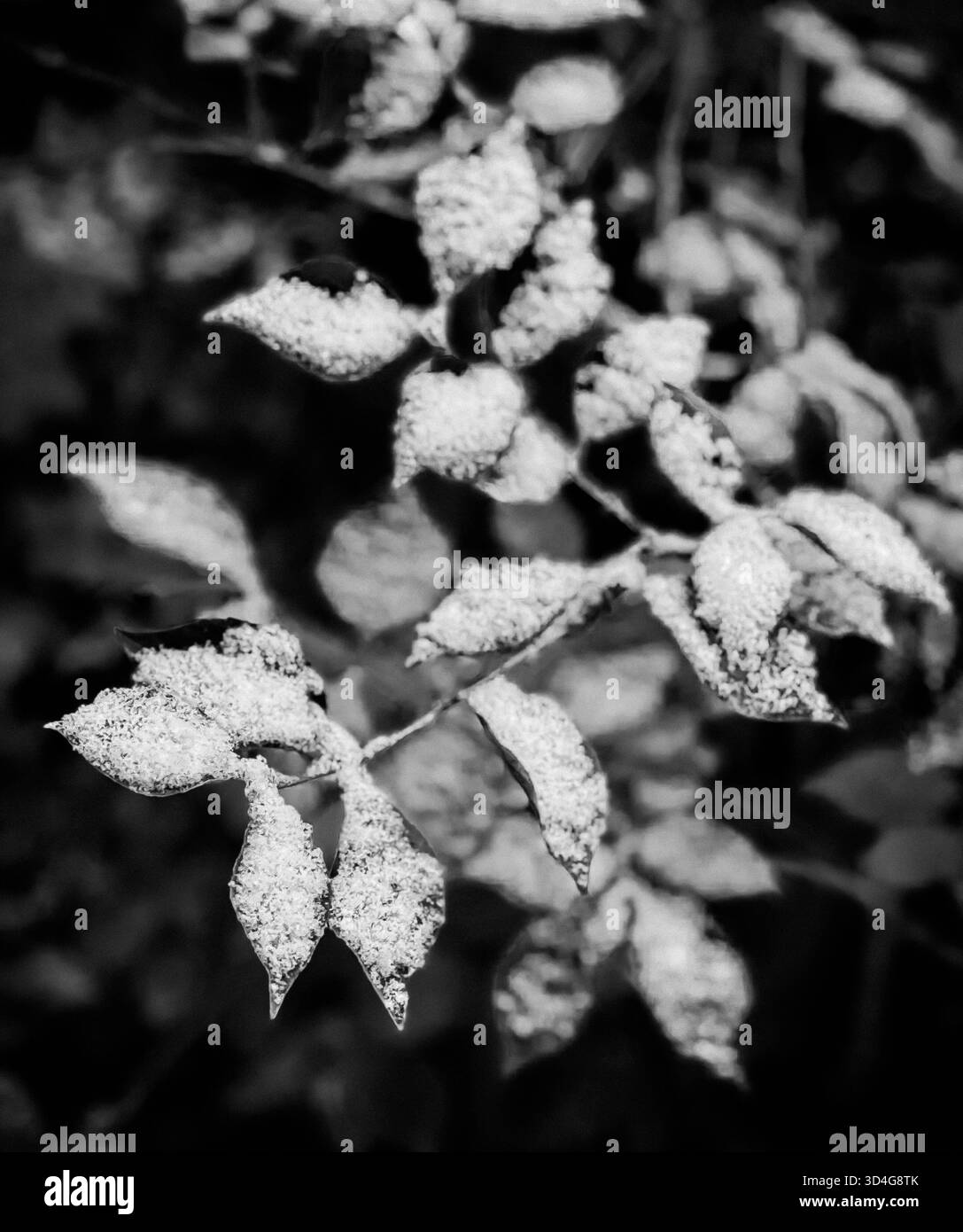 Detailed garden scene Black and White Stock Photos & Images - Alamy